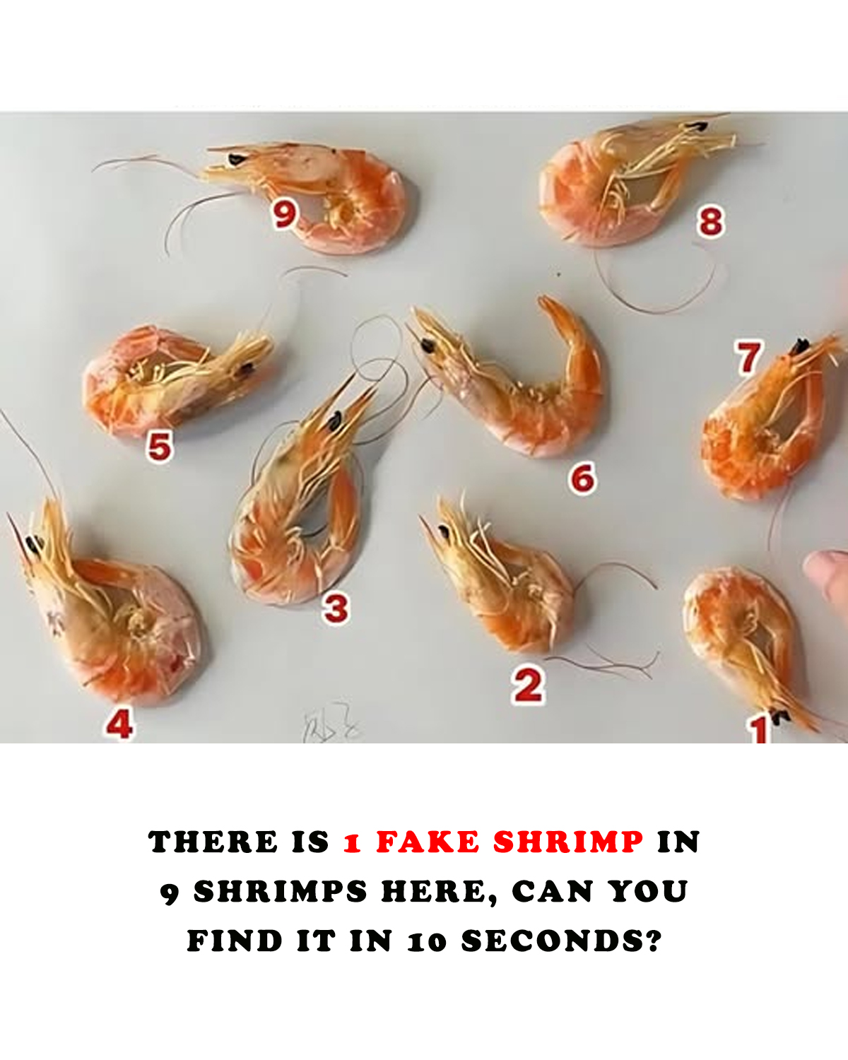 There is 1 fake shrimp in 9 shrimps here, can you find it in 10 seconds?
