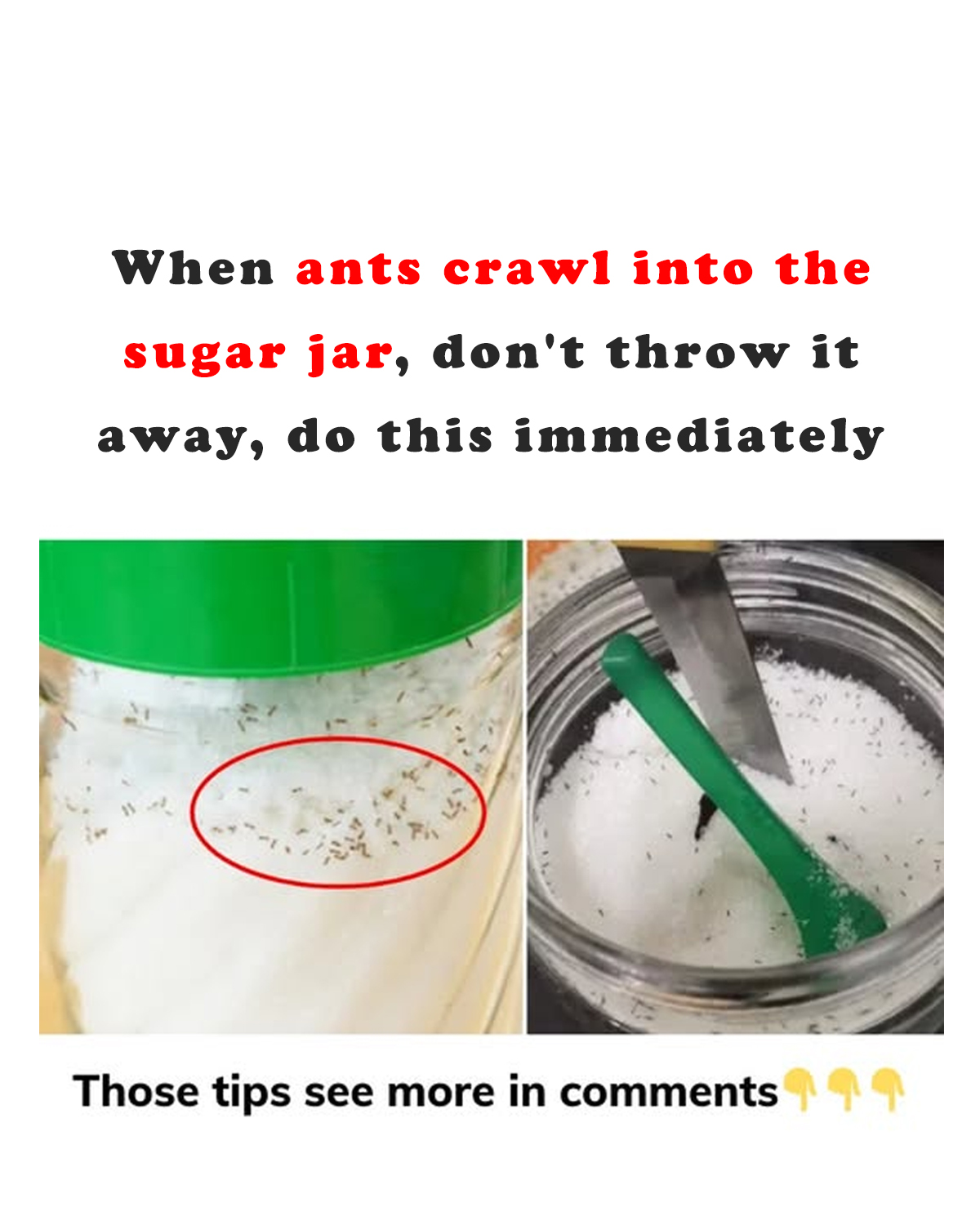 When ants crawl into the sugar jar, don't throw it away