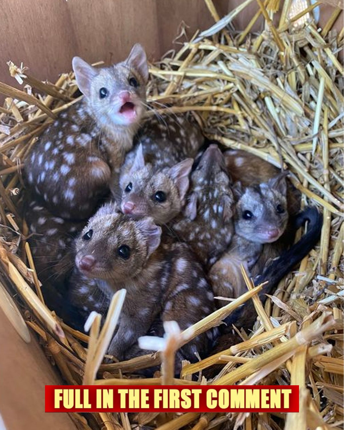 Gang finds unusually spiky creatures in nest